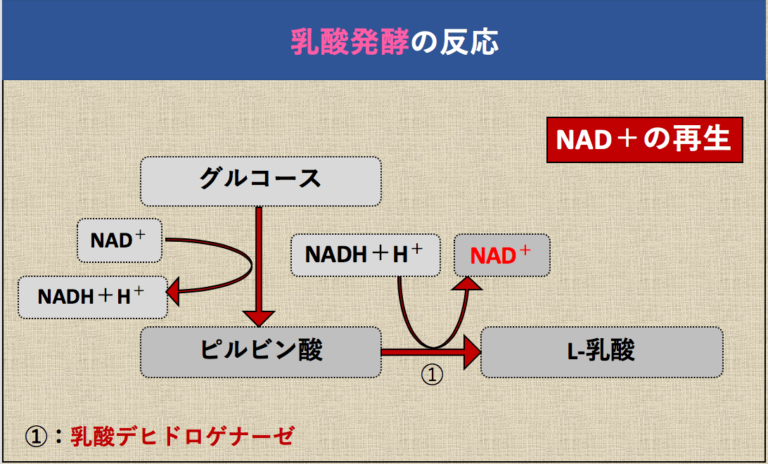 【解決】解糖とは？
