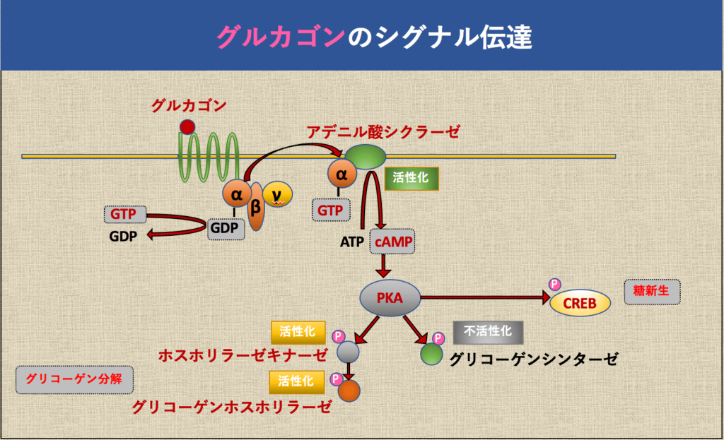 【解決】必須脂肪酸とエイコサノイドの生合成|脂肪酸の役割