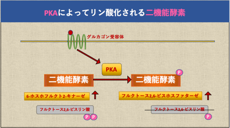 【解決】解糖とは?