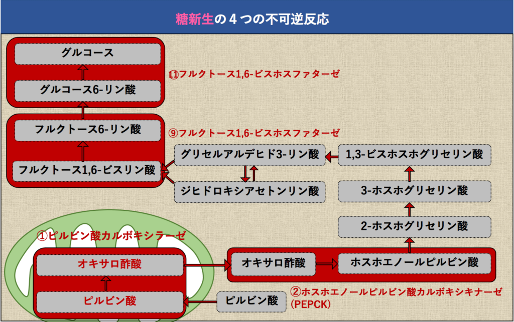 【解決】rubiscoルビスコと光呼吸についてわかりやすく解説してみた