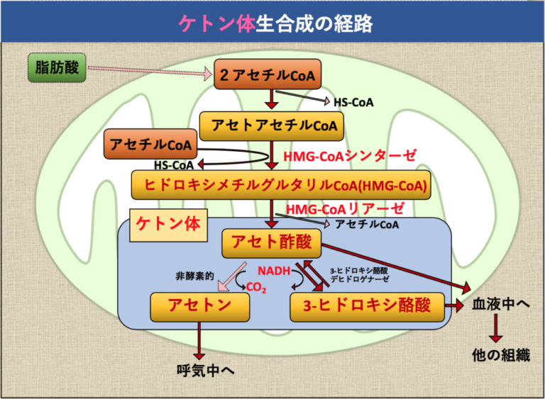 栄養学 Bio Science~生化学・分子生物学・栄養学などの 『わかりやすい』まとめサイト~