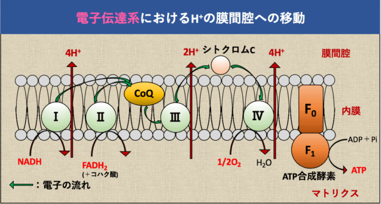 【解決】rubiscoルビスコと光呼吸についてわかりやすく解説してみた
