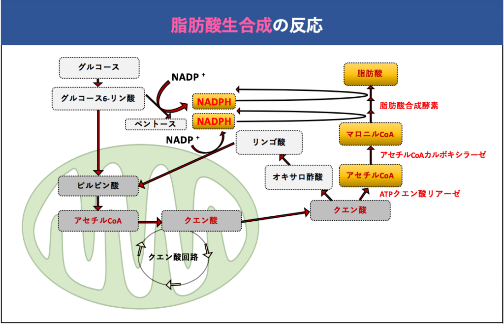 【解決】解糖とは?