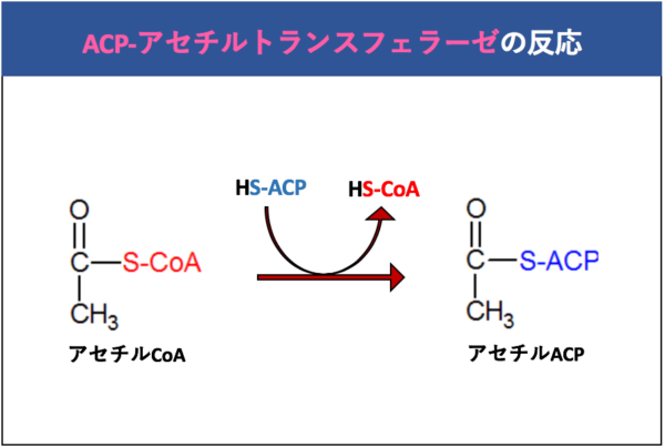 【解決】脂肪酸の生合成について