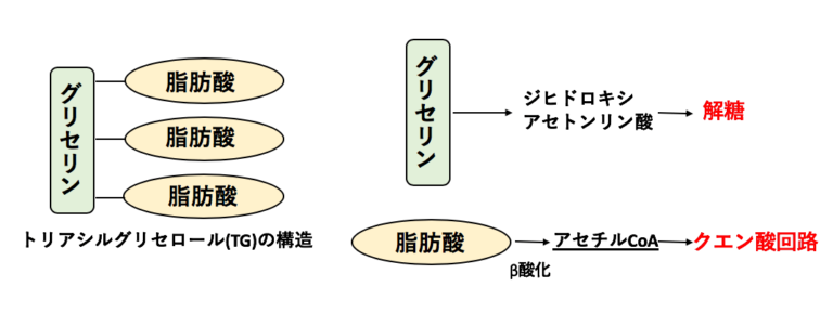 【解決】脂質の構造と性質｜単純脂質と複合脂質の違い