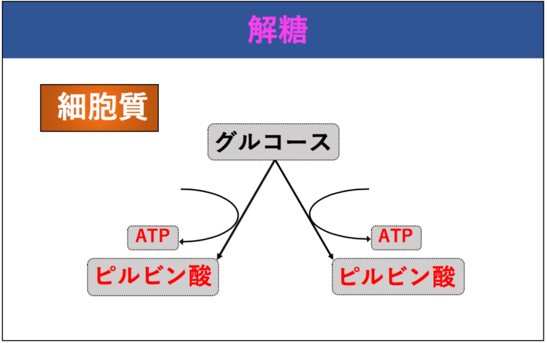 【解決】解糖とは?