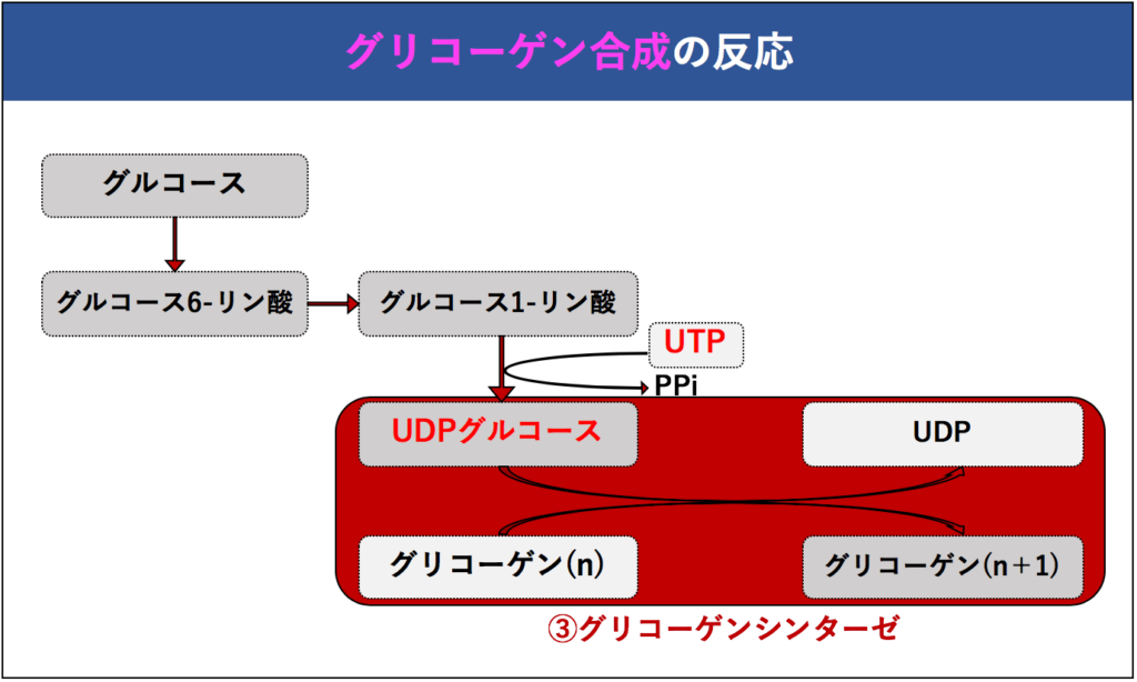 【解決】解糖とは?
