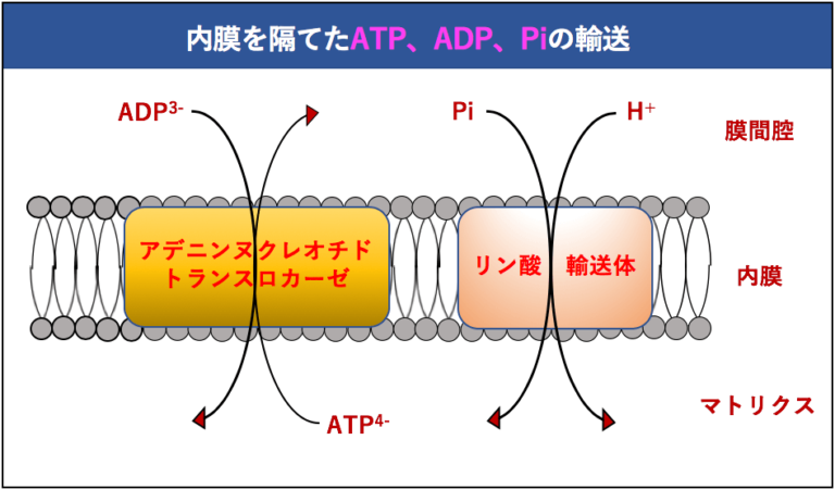 【解決】rubiscoルビスコと光呼吸についてわかりやすく解説してみた
