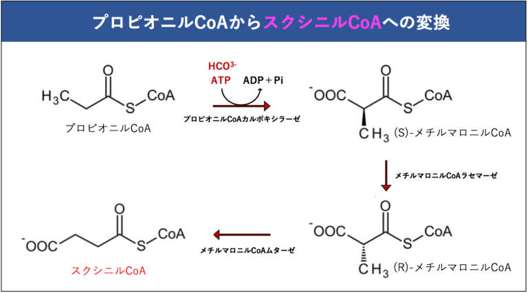 4奇数鎖脂肪酸と不飽和脂肪酸のβ酸化 Bio Science~生化学・分子生物学・栄養学などの 『わかりやすい』まとめサイト~