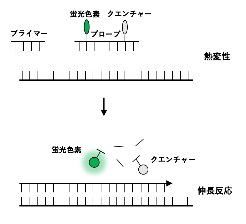 【解決】リアルタイムpcrと従来のpcrの違いとは？