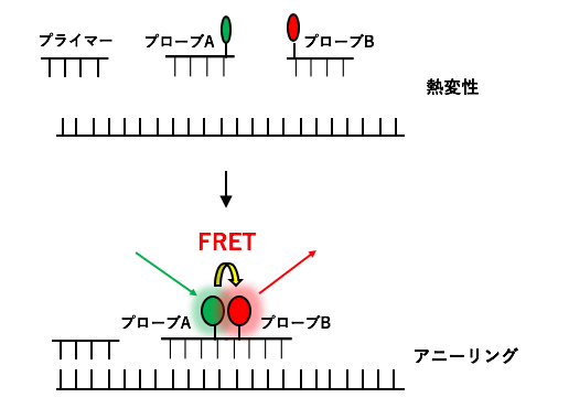 【解決】リアルタイムpcrと従来のpcrの違いとは？