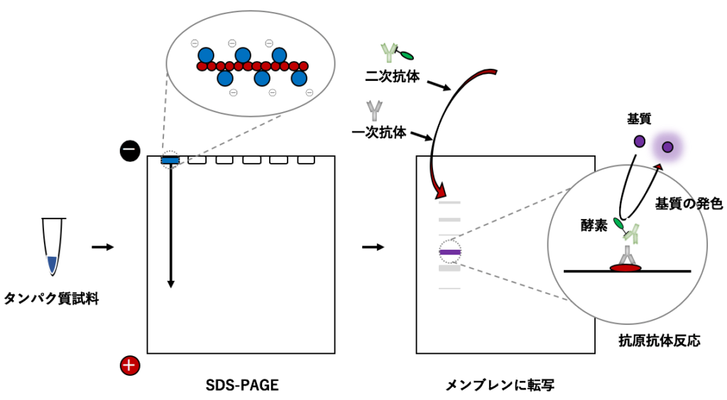 【解決】rt Pcrの原理とrnaの検出