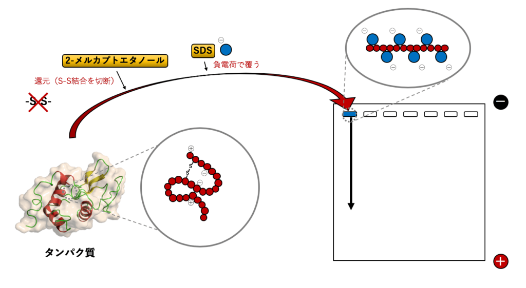 【解決】リアルタイムpcrと従来のpcrの違いとは？
