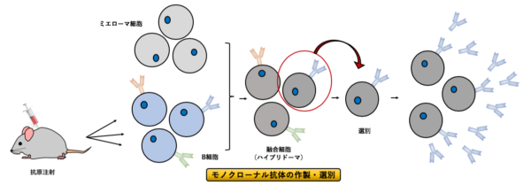 【解決】rubiscoルビスコと光呼吸についてわかりやすく解説してみた