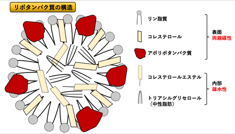 栄養学 Bio Science~生化学・分子生物学・栄養学などの 『わかりやすい』まとめサイト~
