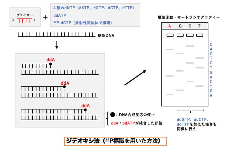 生化学実験手法 Bio Science~生化学・分子生物学・栄養学などの 『わかりやすい』まとめサイト~