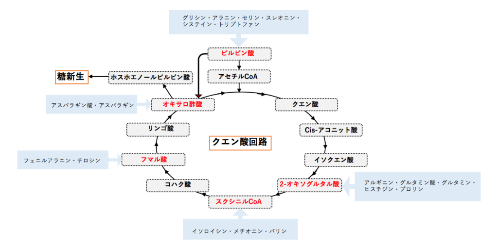【解決】解糖とは？