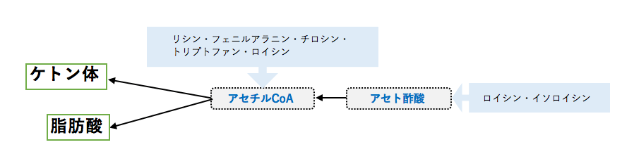 【解決】アミノ酸の炭素骨格の代謝｜糖原性アミノ酸とケト原性アミノ酸の代謝