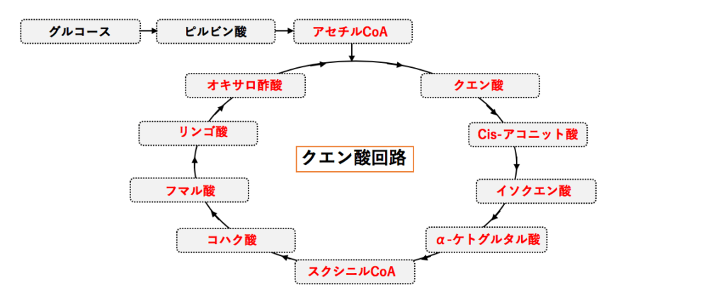 【解決】必須アミノ酸とケト原性アミノ酸の覚え方