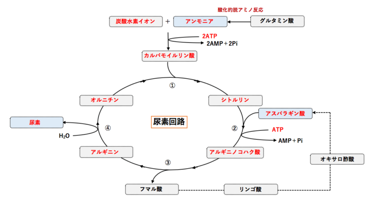 【解決】rubiscoルビスコと光呼吸についてわかりやすく解説してみた