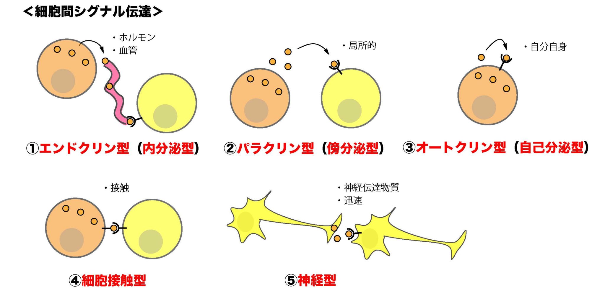 【解決】解糖とは？