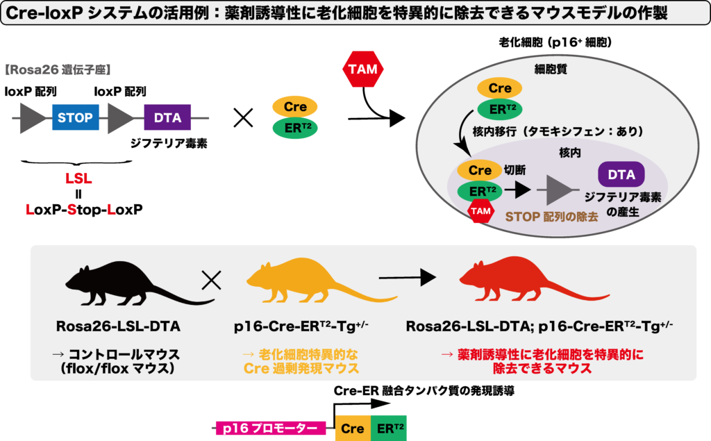 【解決】Cre-LoxPシステムの原理とノックアウトマウスの作製方法についてわかりやすく解説してみた
