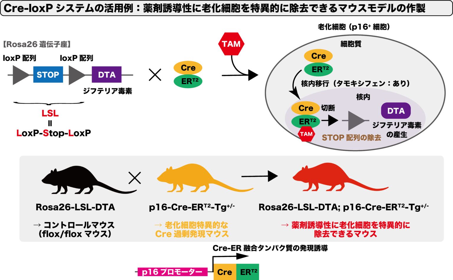 【解決】Cre-LoxPシステムの原理とノックアウトマウスの作製方法についてわかりやすく解説してみた