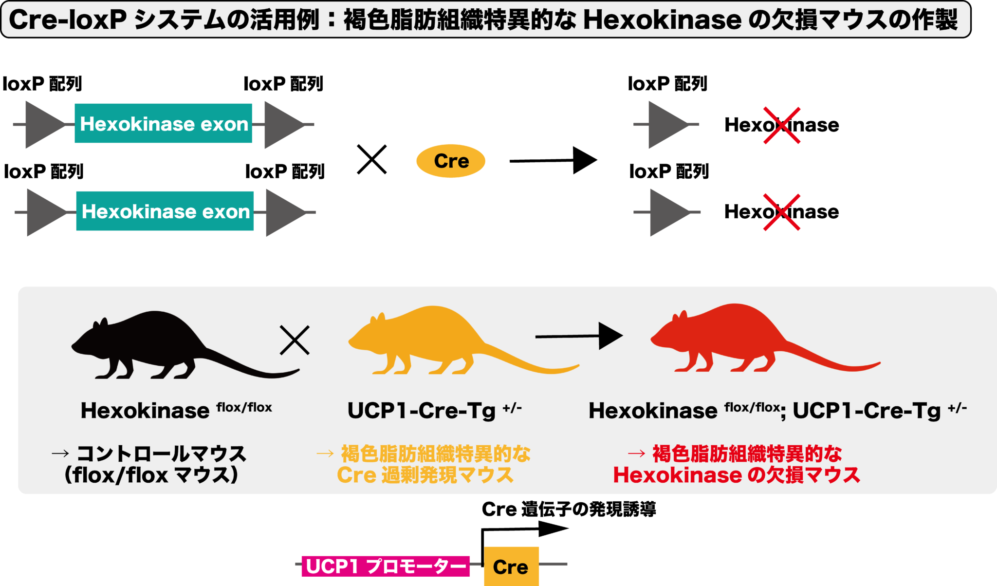 【解決】Cre-LoxPシステムの原理とノックアウトマウスの作製方法についてわかりやすく解説してみた