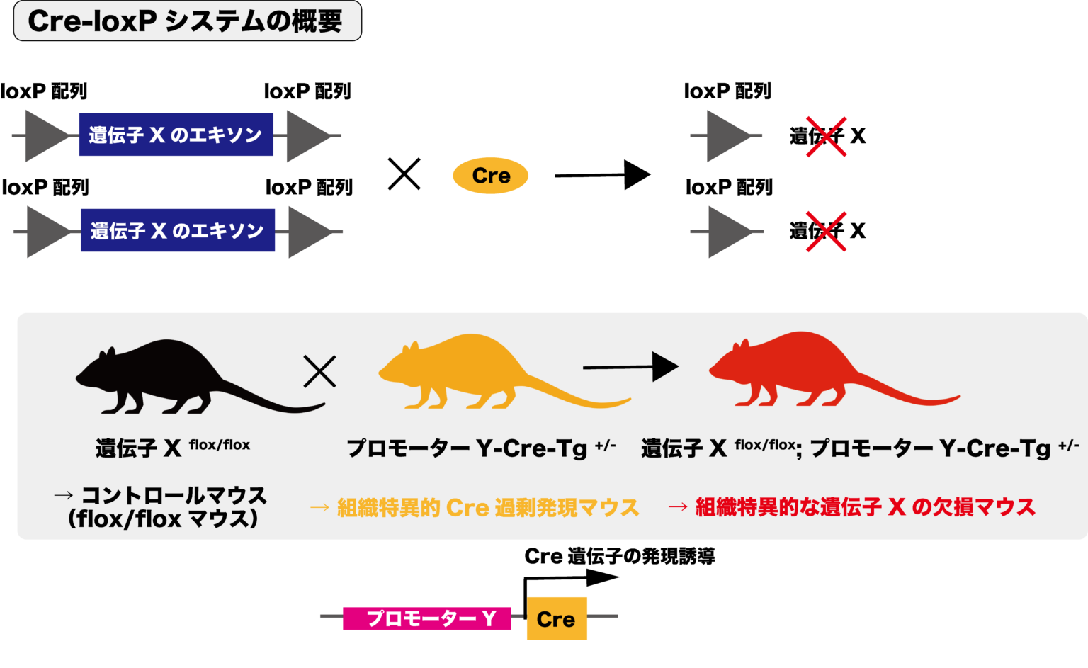 【解決】Cre-LoxPシステムの原理とノックアウトマウスの作製方法についてわかりやすく解説してみた