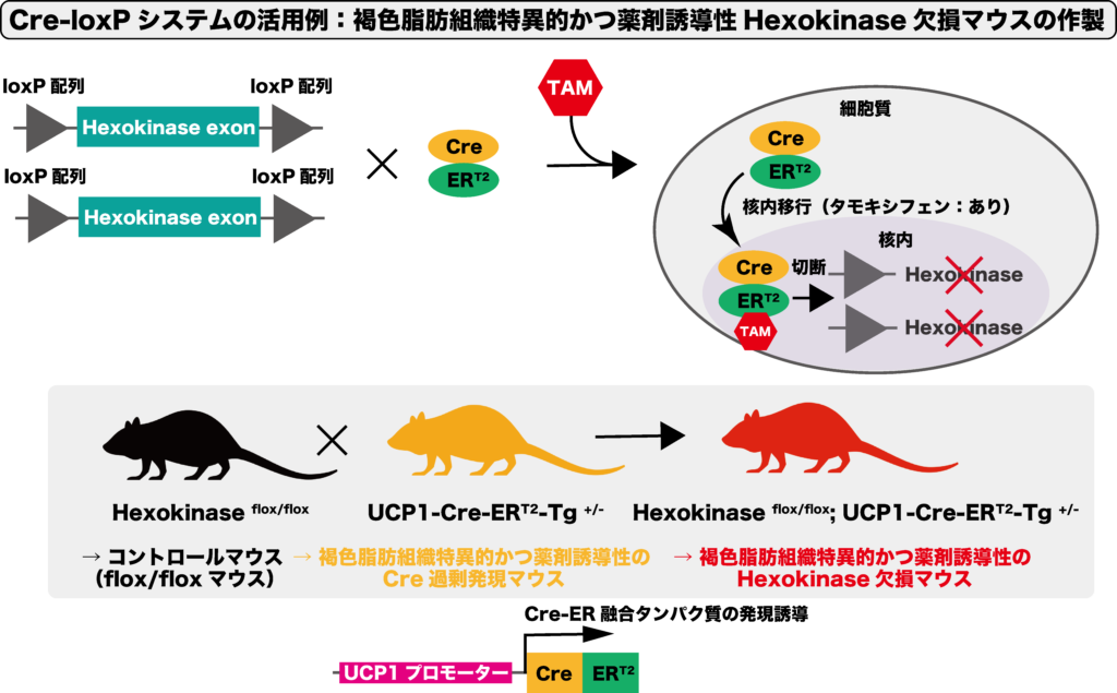 【解決】Cre-LoxPシステムの原理とノックアウトマウスの作製方法についてわかりやすく解説してみた